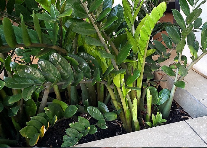 DEKORATIVNÍ ZAMIOKULKAS - Zahrádkářův rok