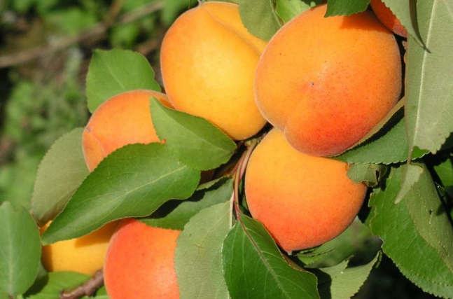 Nad dotazy čtenářů – meruňka - Zahrádkářův rok